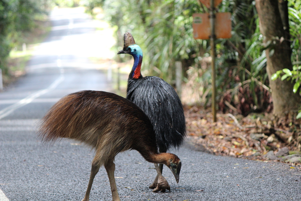 Cassowaries and Emus (Casuariidae) - Avian Discovery