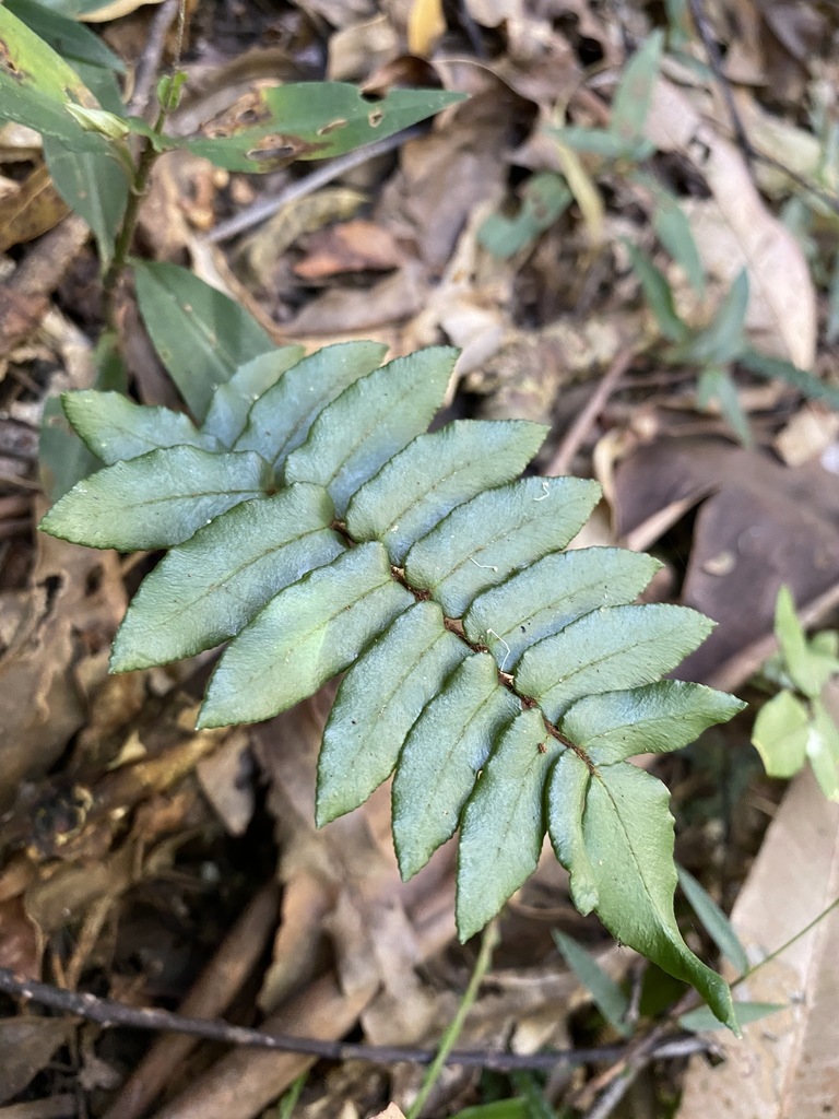 stony rise sickle-fern from Maroochy, Queensland, Australia on April 25 ...