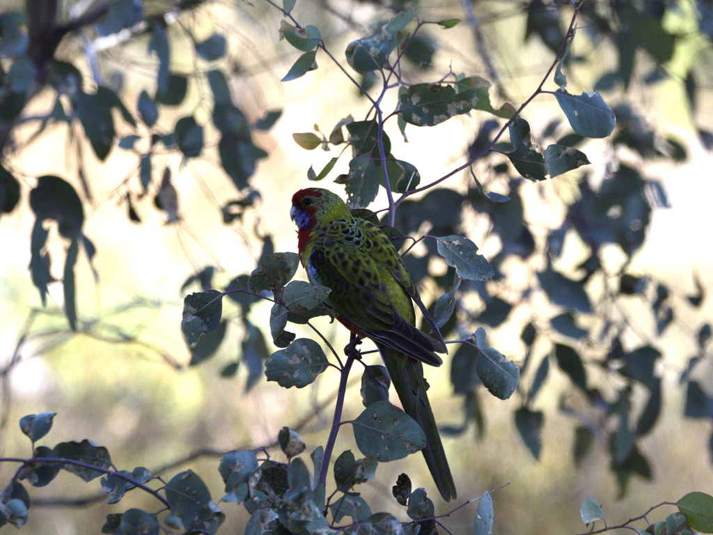 Crimson Rosella from Canberra ACT, Australia on April 27, 2021 at 09:10 ...