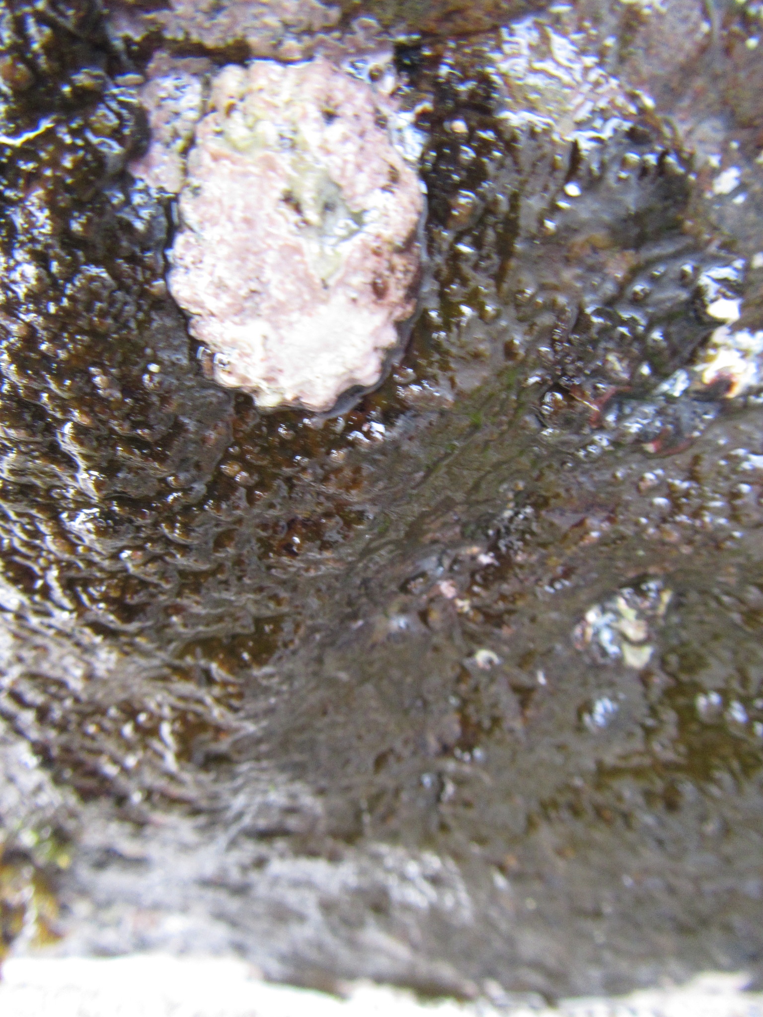 Patelloida corticata (F.W.Hutton, 1880)