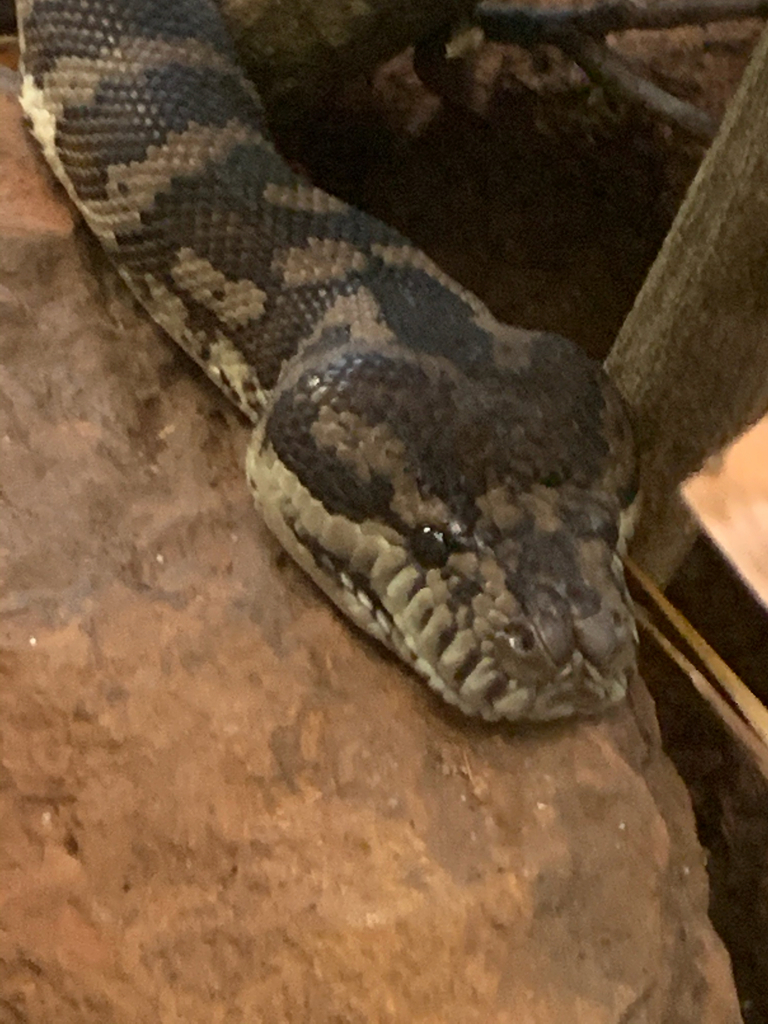 Darwin Carpet Python from Berry Springs on October 09, 2020 at 04:55 PM ...