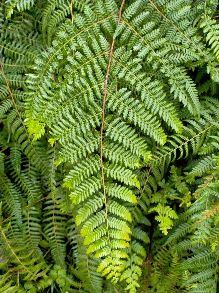 common pig fern from Dunedin Central, Dunedin, New Zealand on April 27 ...