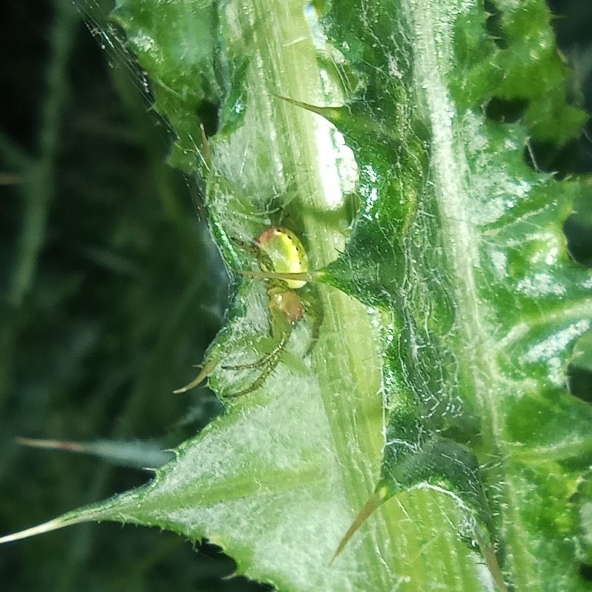 Cucumber Spiders from São Martinho, 6200, Portugal on April 26, 2021 at ...