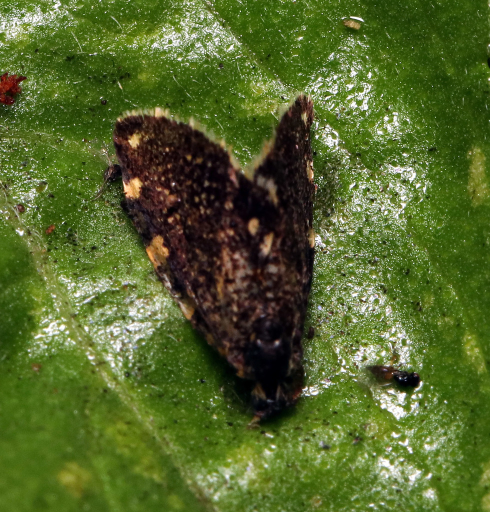 Australian bag moth in April 2021 by juliegraham173 · iNaturalist