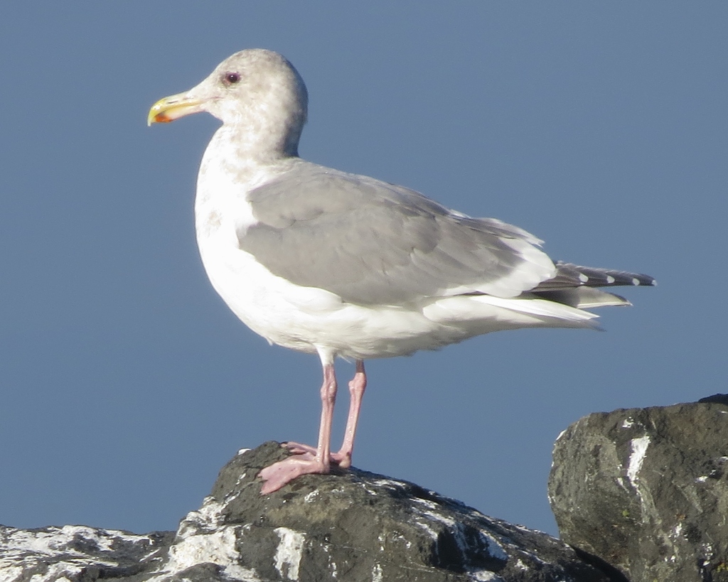Large White-headed Gulls (Larus) - Avian Discovery