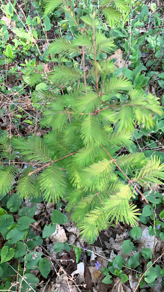 dawn redwood from Ardentown on April 27, 2021 at 07:44 AM by gutschow ...