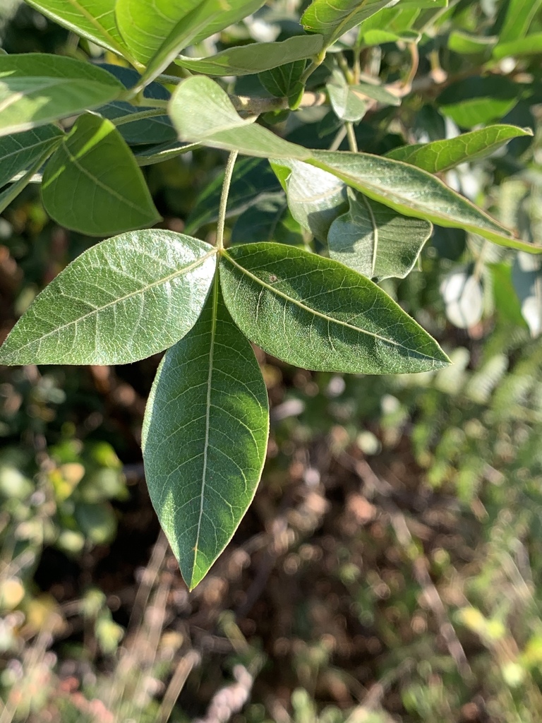 Common currant-rhus (Searsia in southern Africa) · iNaturalist
