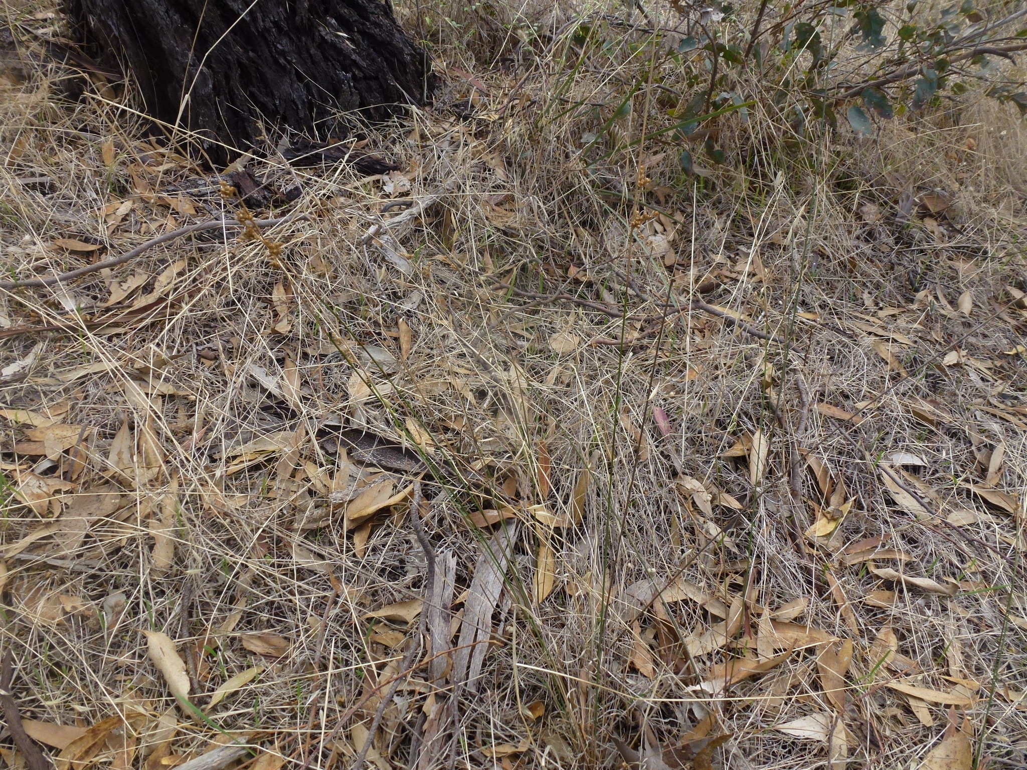 Juncus subsecundus N.A.Wakef.