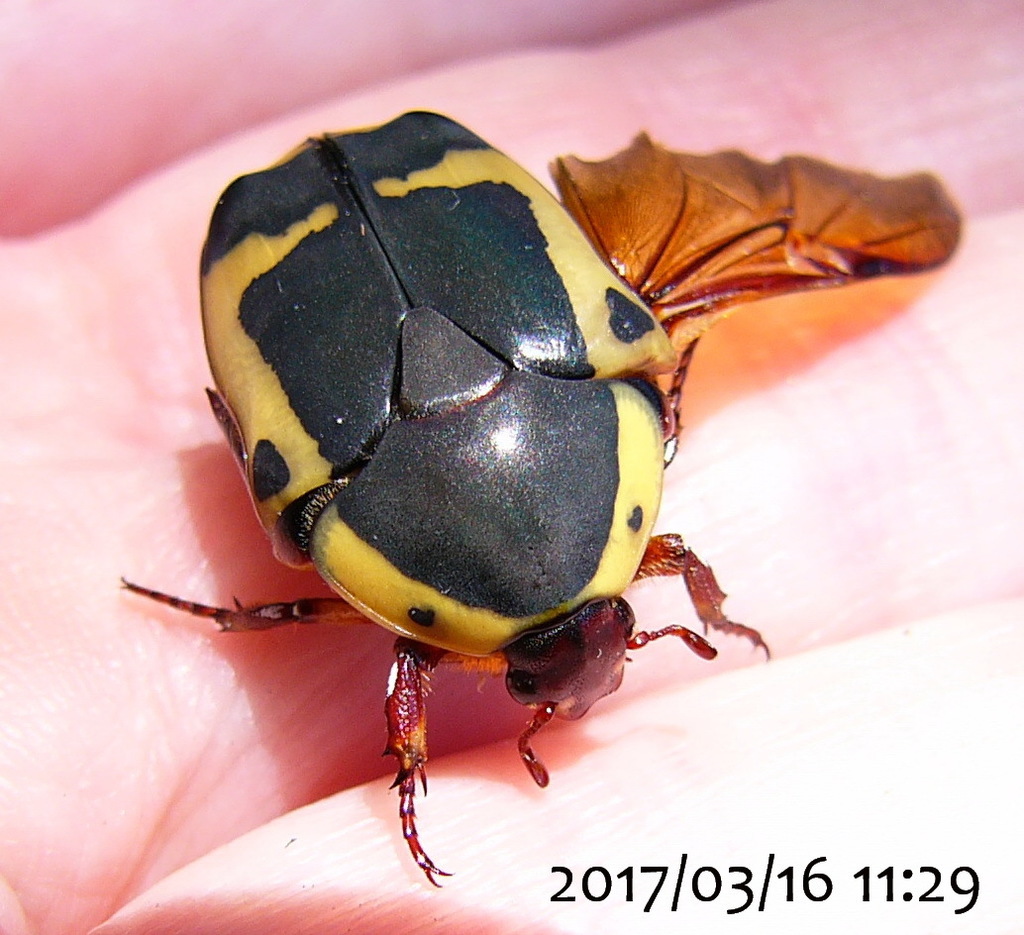 Garden Fruit Chafer (Beetles and Bugs of the Mfolozi River catchment ...