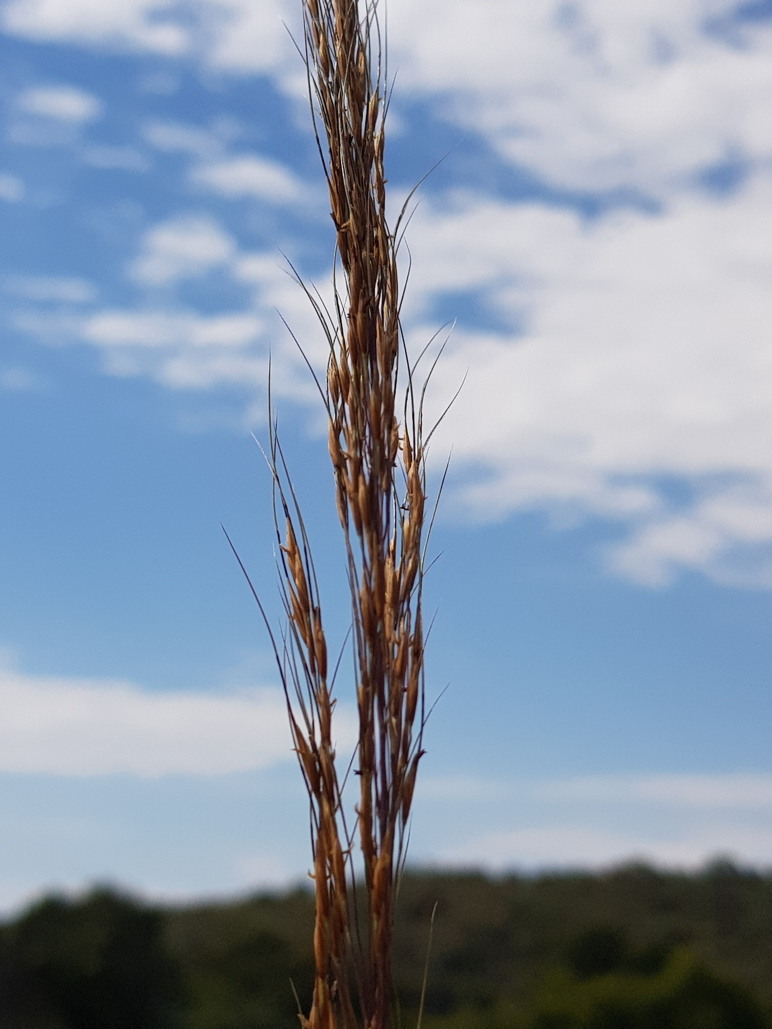 Loudetia simplex (Nees) C.E.Hubb.