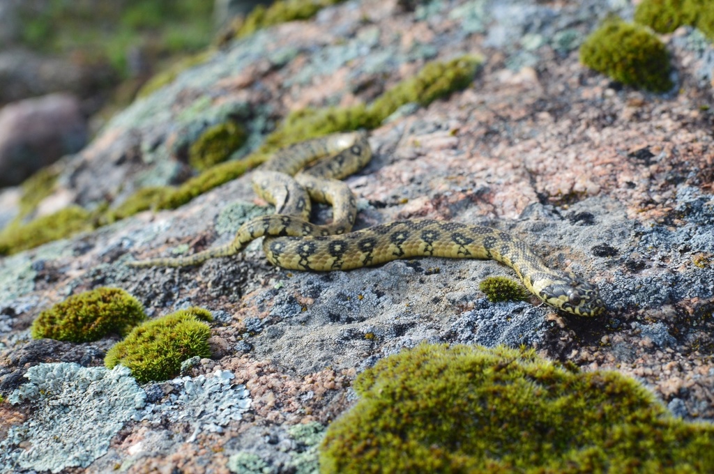 Viperine Snake in April 2021 by Daniel de la Morena · iNaturalist