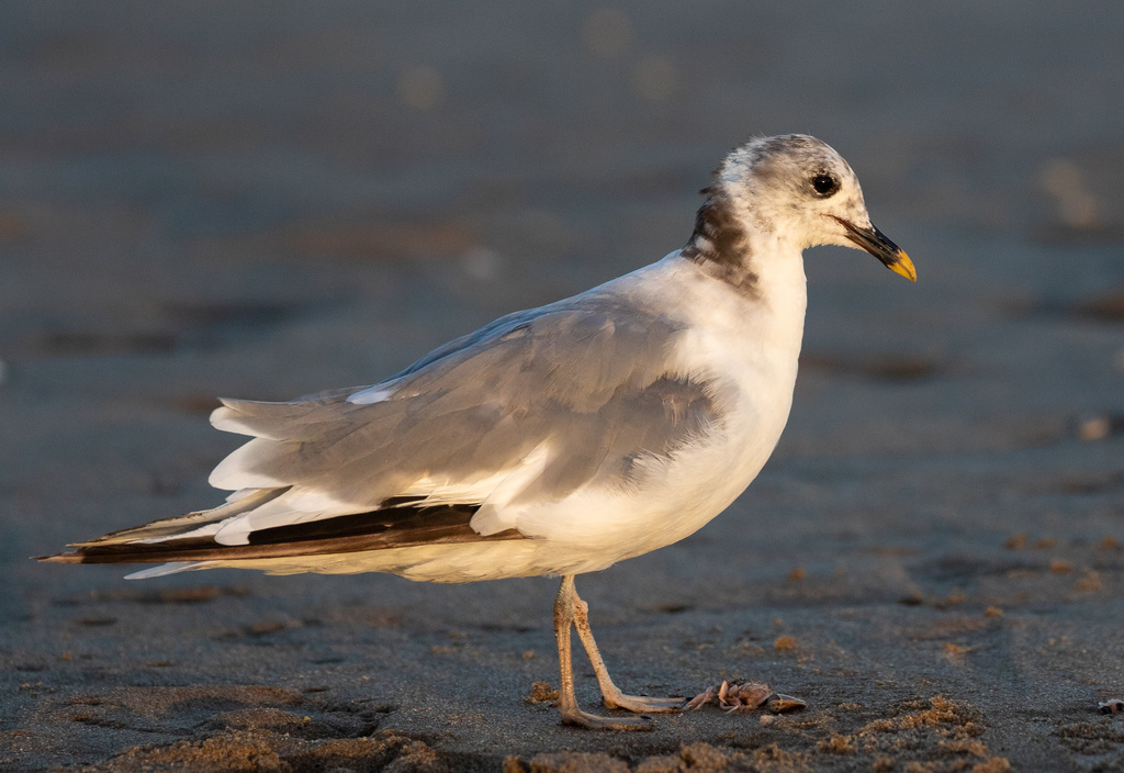 Sabine's Gull (Xema sabini) - Avian Discovery