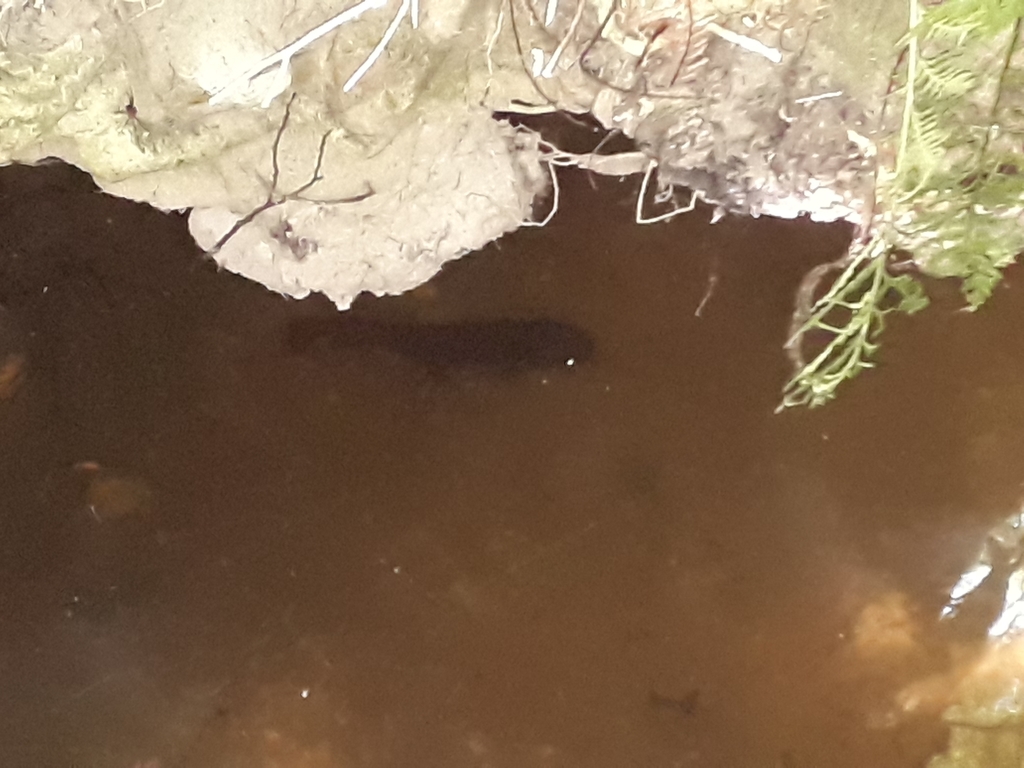 Banded kōkopu from 17 Horoeka St, Stokes Valley, Lower Hutt 5019, New ...