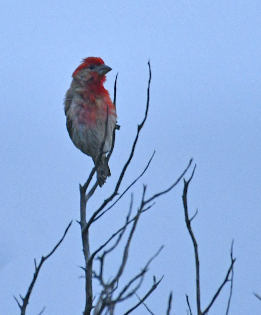 House Finch from Onslow County, NC, USA on June 01, 2017 at 05:54 PM by ...