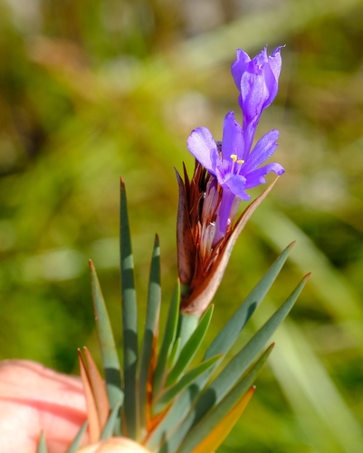 Nivenia argentea · iNaturalist Ecuador