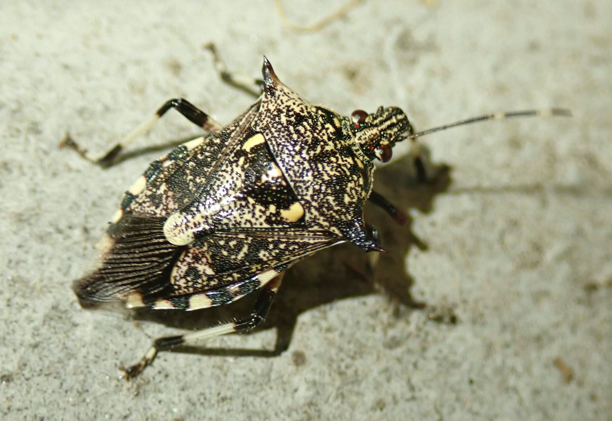 Eocanthecona furcellata (Wolff, 1811)