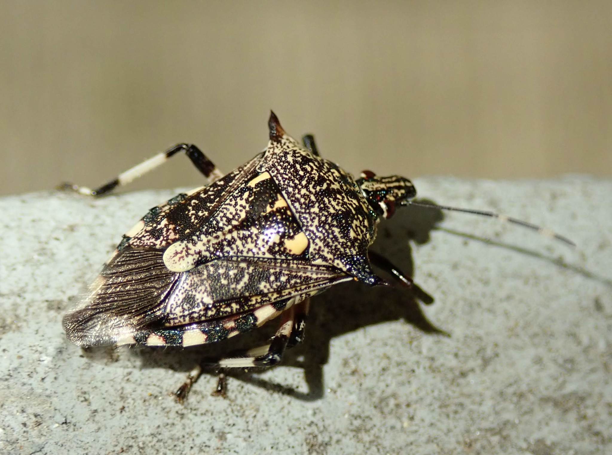 Eocanthecona furcellata (Wolff, 1811)