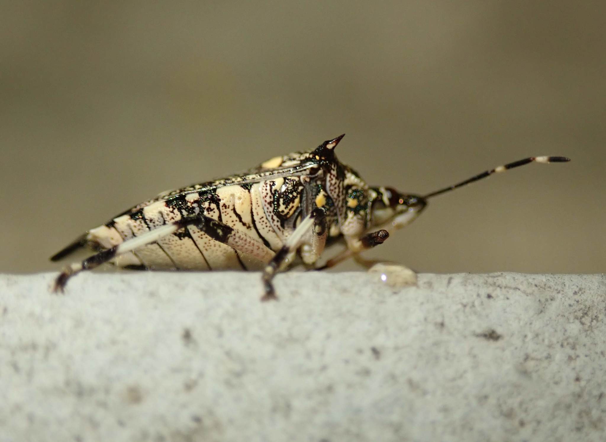 Eocanthecona furcellata (Wolff, 1811)