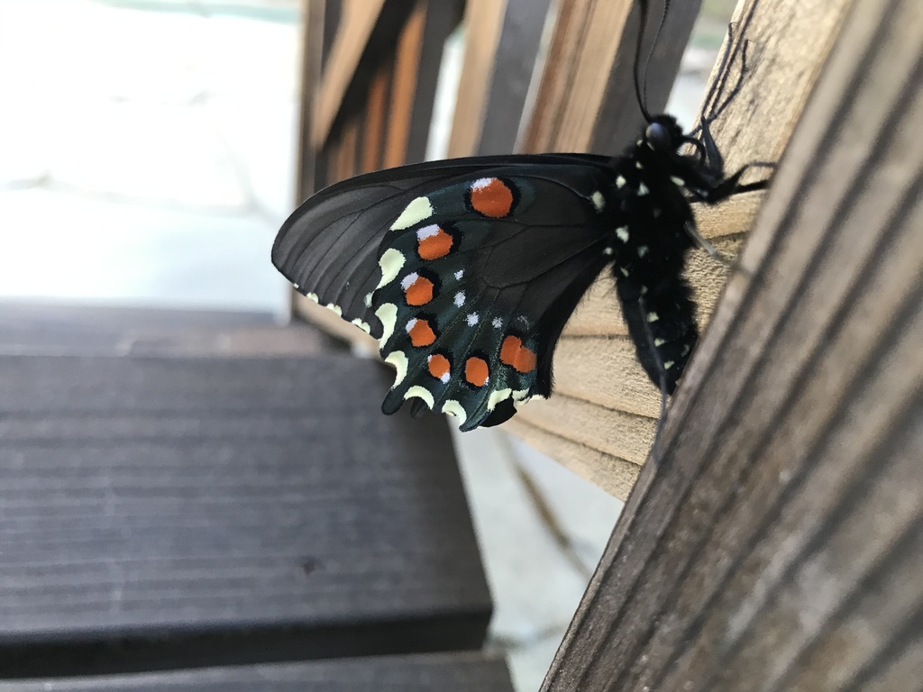 Pipevine Swallowtail in April 2021 by Helen. Near Dutchman’s Pipe Vine ...