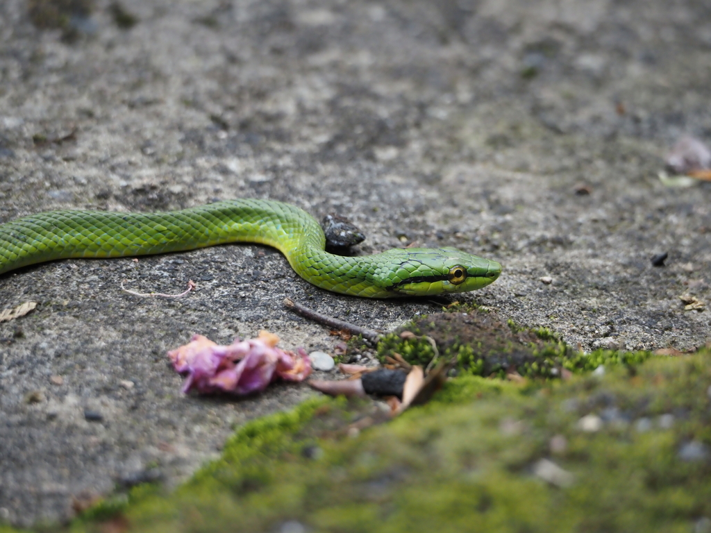 Rein Snake from 中国浙江省湖州市安吉县龙王山 on April 22, 2021 at 08:43 AM by 小铖 ...