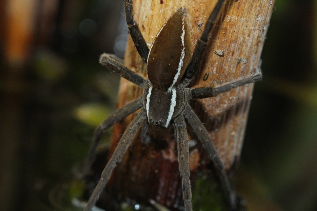 Massaja Nilus Fish-Eating Spider from Emerald Hill, Harare, Zimbabwe on ...