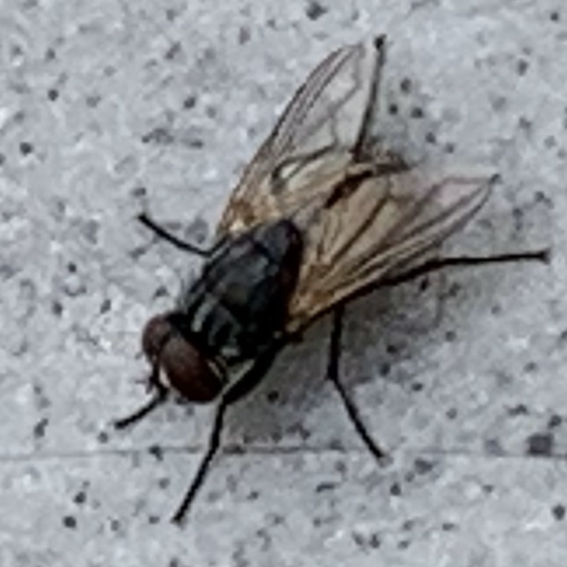 Muscina from Corpus Christi Medical Center - Bay Area, Corpus Christi ...