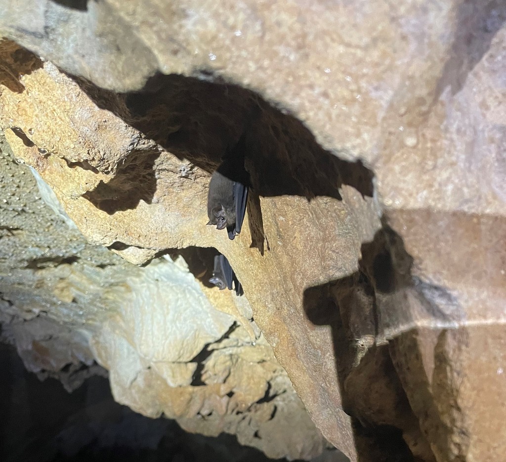 Thomas's Sac-winged Bat in April 2021 by Dennis · iNaturalist