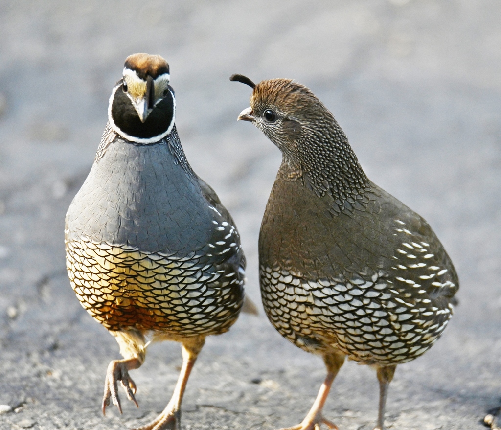 California Quail (Birds of Rosewood Nature Study Area) · iNaturalist
