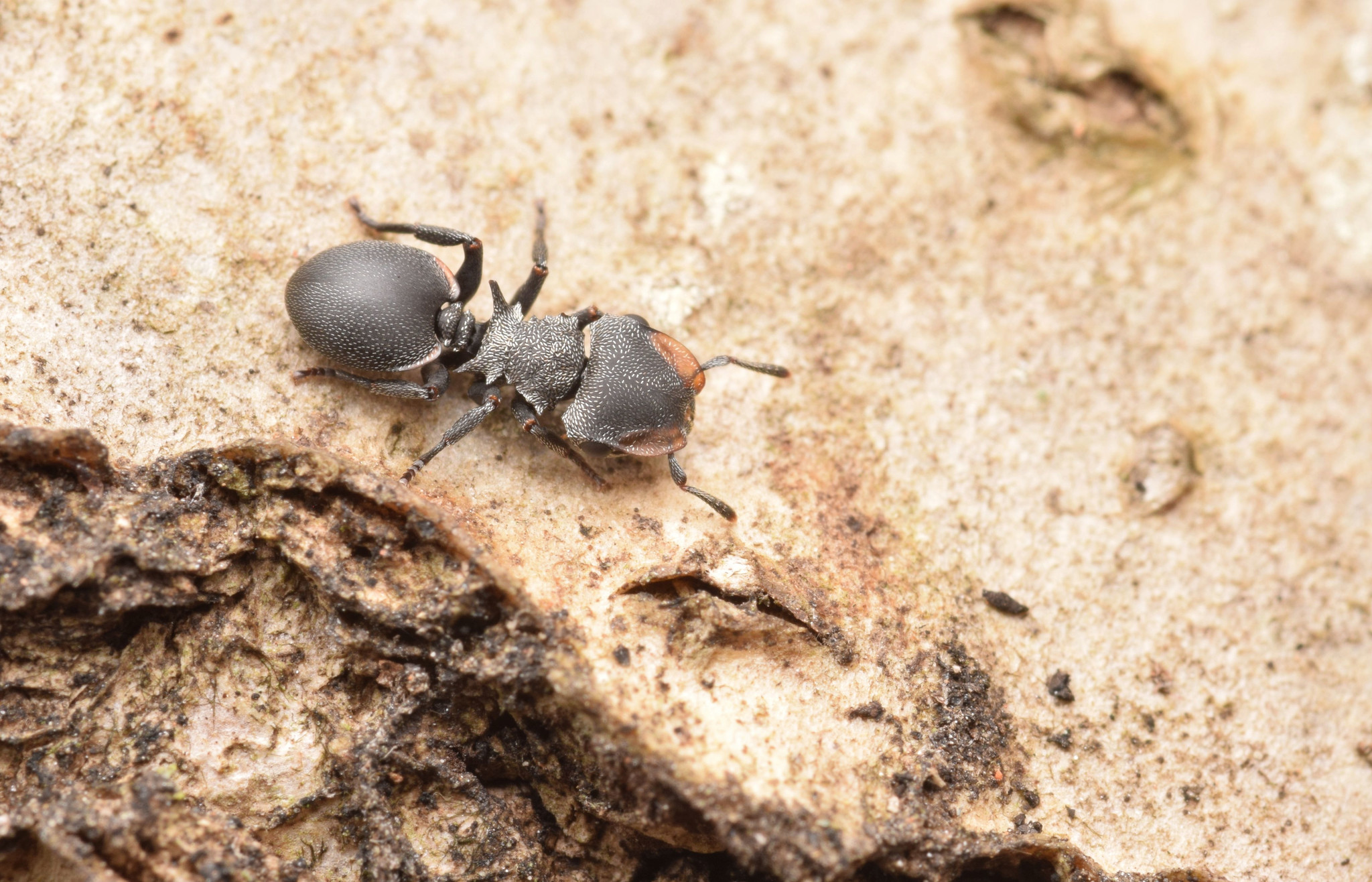 Cephalotes pusillus (Klug, 1824)