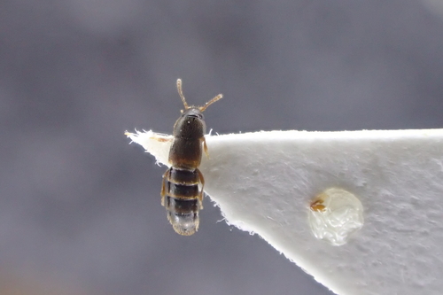 Phloeocharis subtilissima · iNaturalist