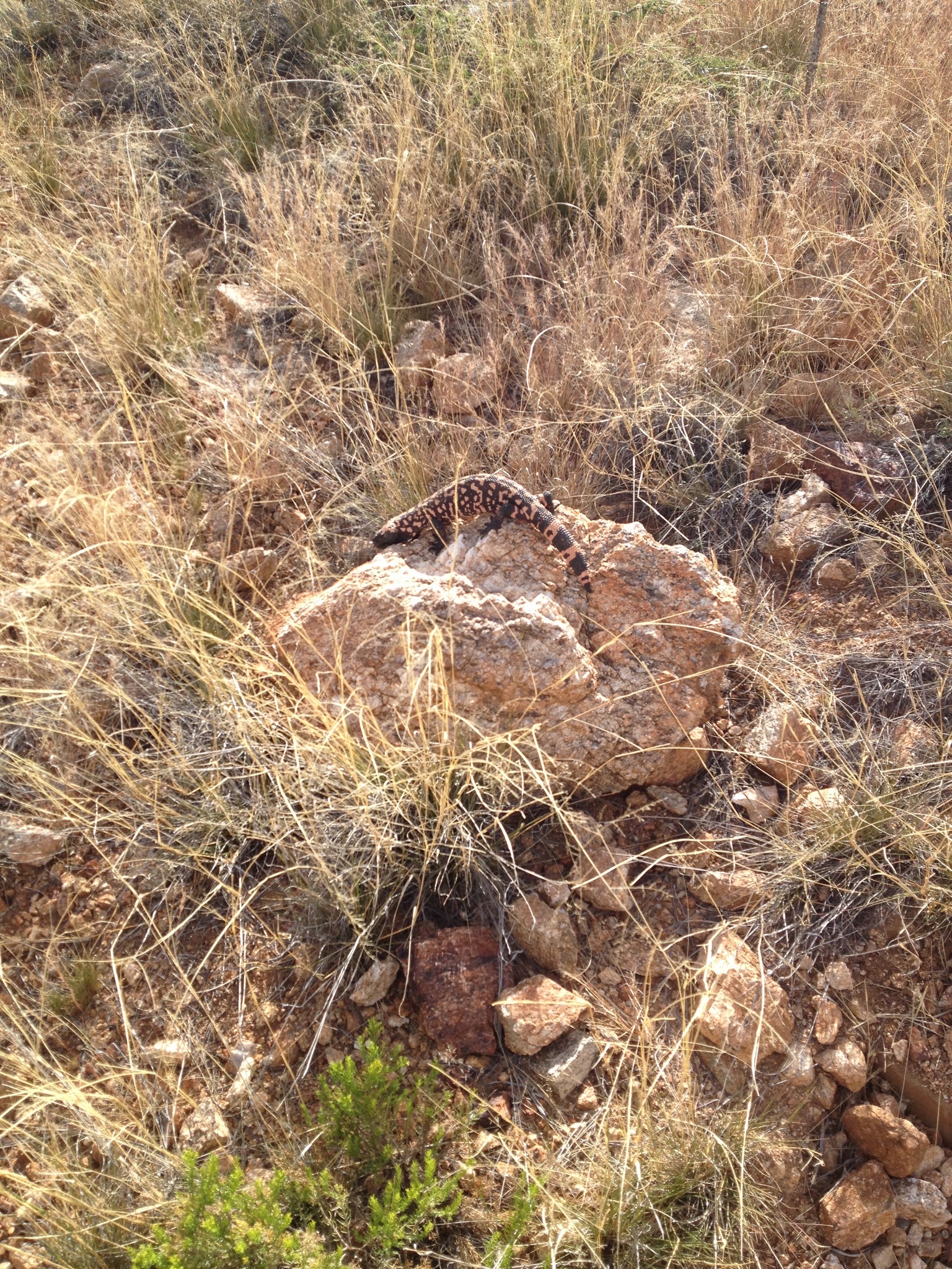 Heloderma suspectum cinctum Bogert & Martín Del Campo, 1956
