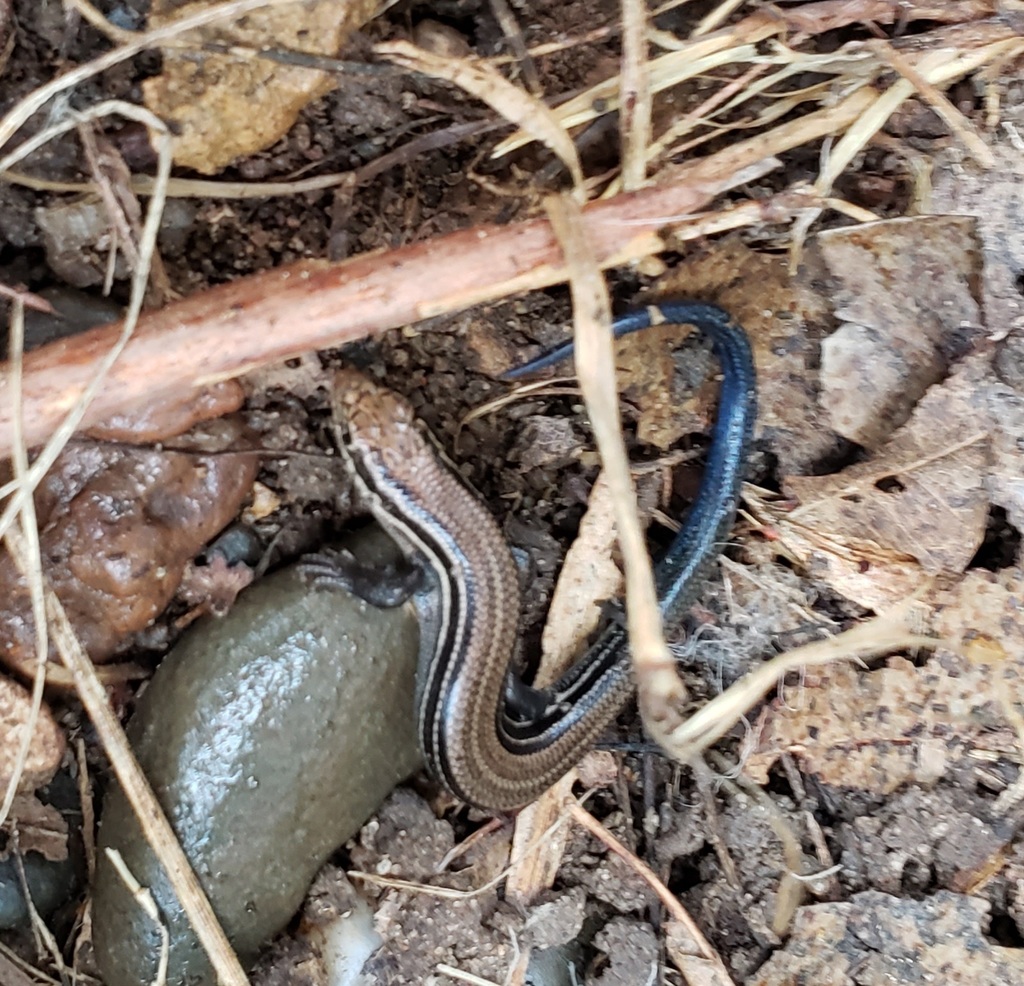 Prairie Skink from May Township, MN, USA on April 27, 2021 at 02:37 PM ...