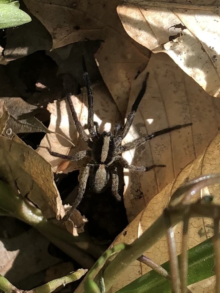 Brush-legged Spiders from Cincinnati, OH, US on April 27, 2021 at 10:31 ...