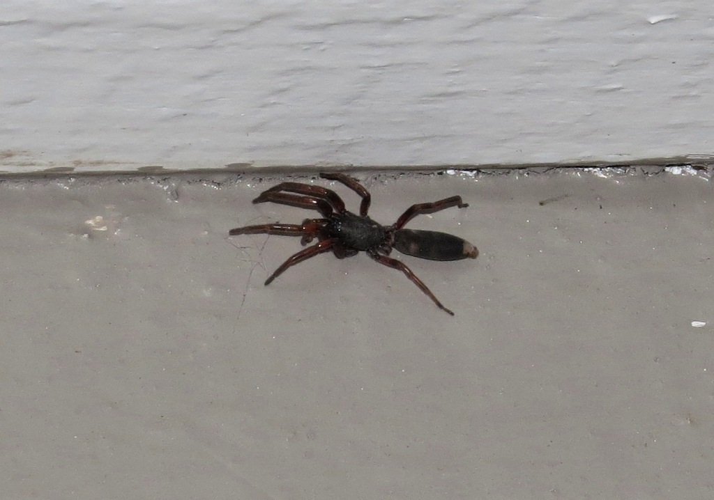 Eastern White-tail Spider from Turangi, New Zealand on November 29 ...