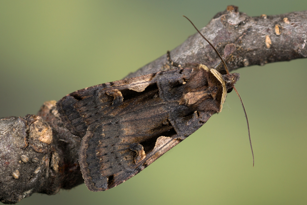Setaceous Hebrew Character (Lepidoptera of Crow Hill (Worcester Co., MA ...