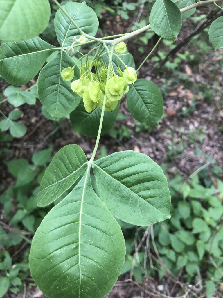 common hoptree from N Lamar Blvd, Austin, TX, US on April 27, 2021 at ...