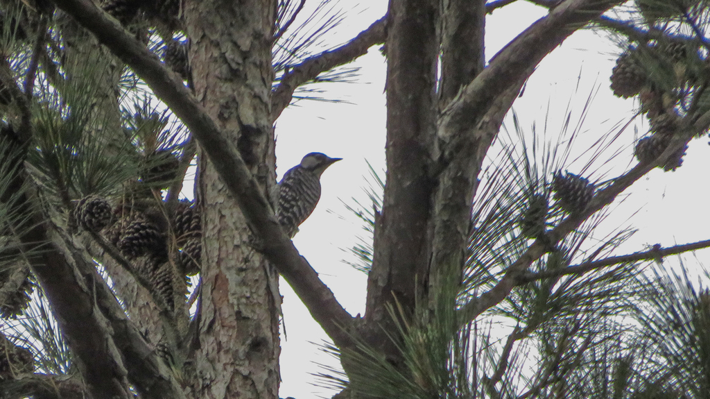 Red-cockaded Woodpecker in April 2021 by David A. Harrison. Finally ...