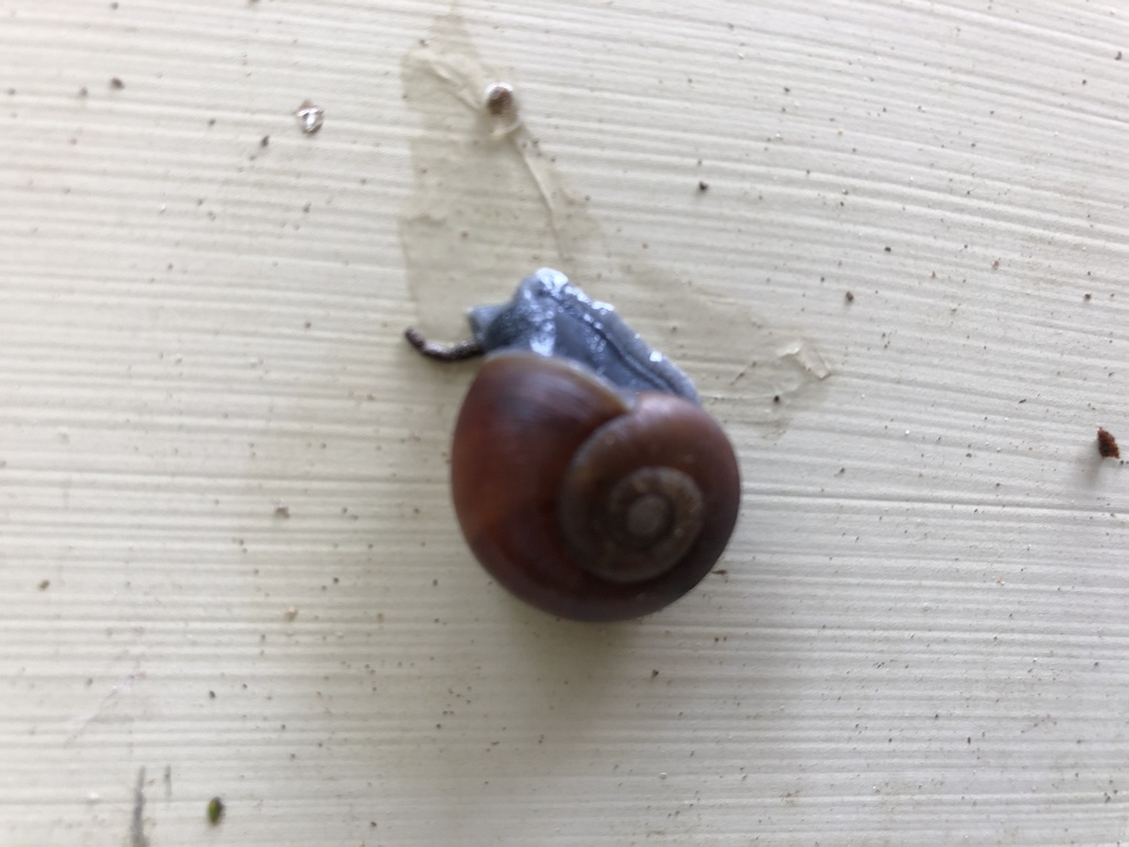 Cuban Brown Snail from Johnson Ferry Rd NE, Roswell, GA, US on October ...