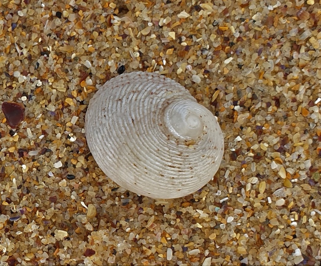 Granata imbricata from Sydney NSW, Australia on April 28, 2021 at 10:16 AM by kalimata · iNaturalist