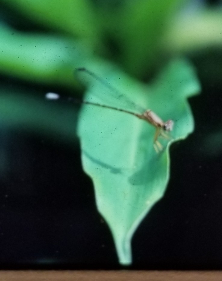 Blue-fronted Dancer from Humble, TX 77338, USA on July 17, 1982 by ...