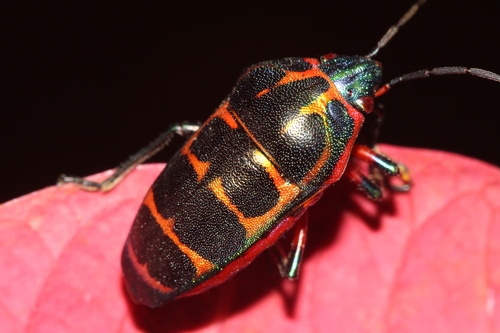 Subspecies Calidea dregii apicalis · iNaturalist