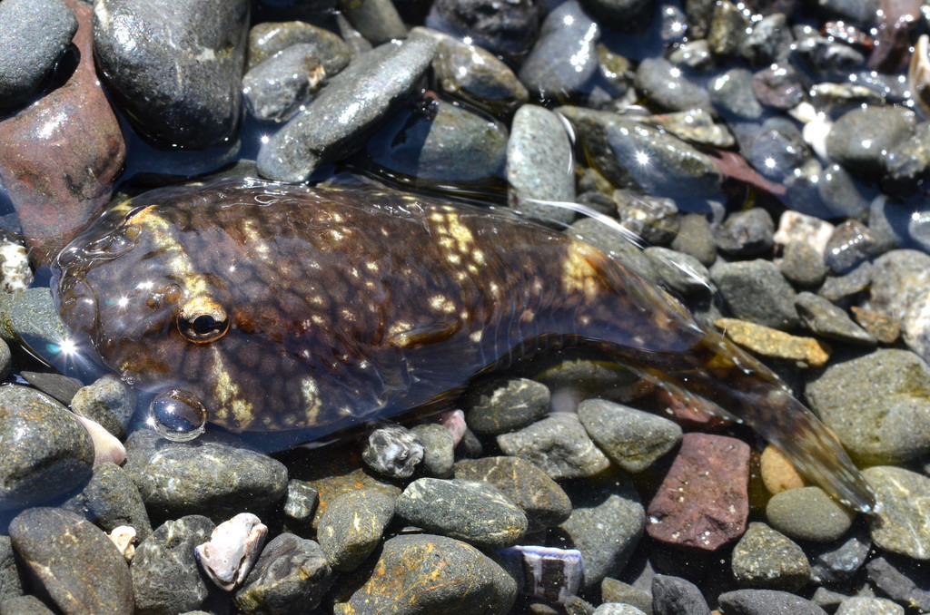 Northern Clingfish (Gobiesox maeandricus) - Marine Life Identification