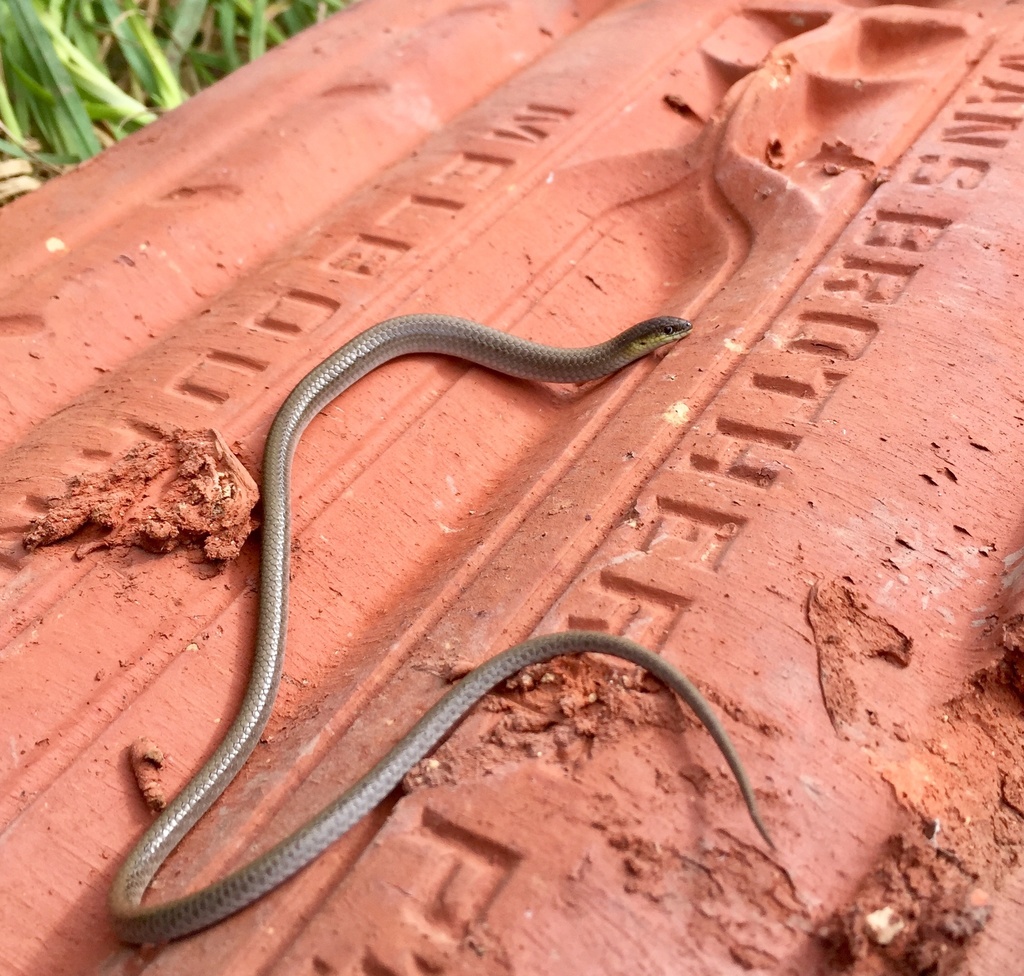 Many-lined Delma in October 2016 by dancg · iNaturalist