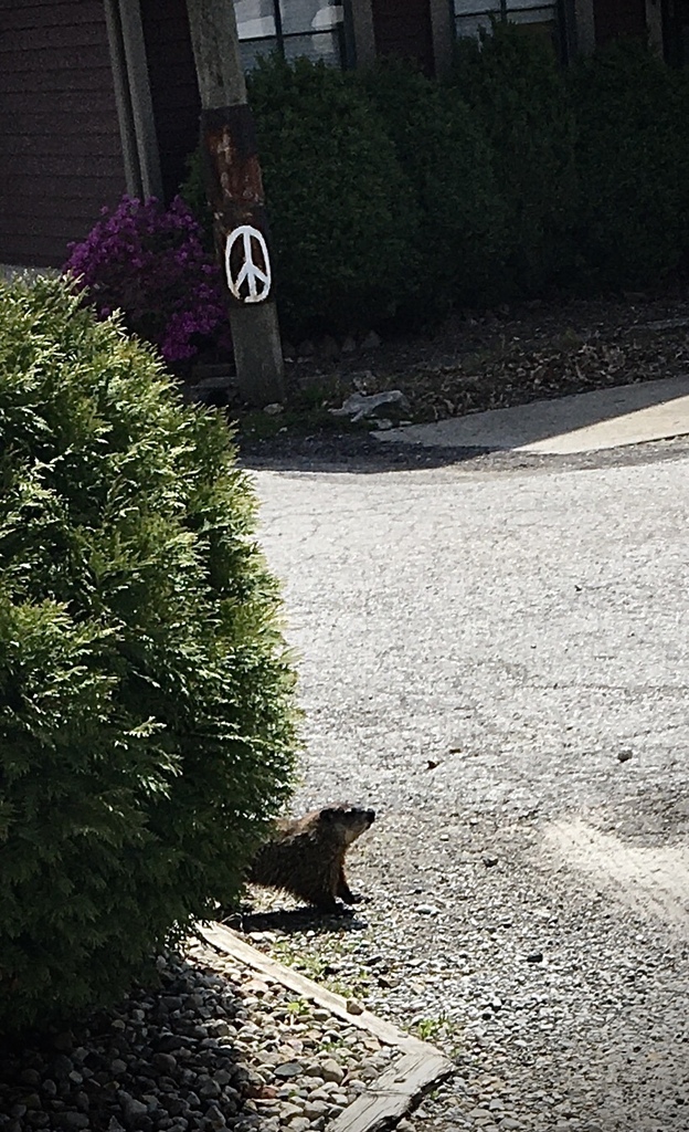 Groundhog from S Cincinnati St, Indianapolis, IN, US on April 18, 2021 ...