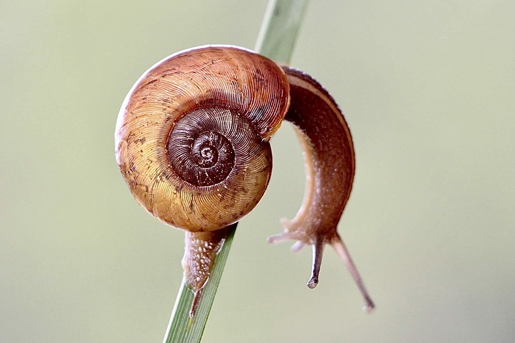 Common Southern Carnivorous Snail (Wildlife of Cabramatta Creek ...