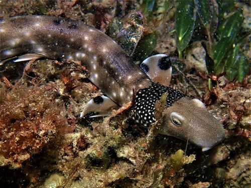 Varied Carpetshark (Parascyllium variolatum) · iNaturalist