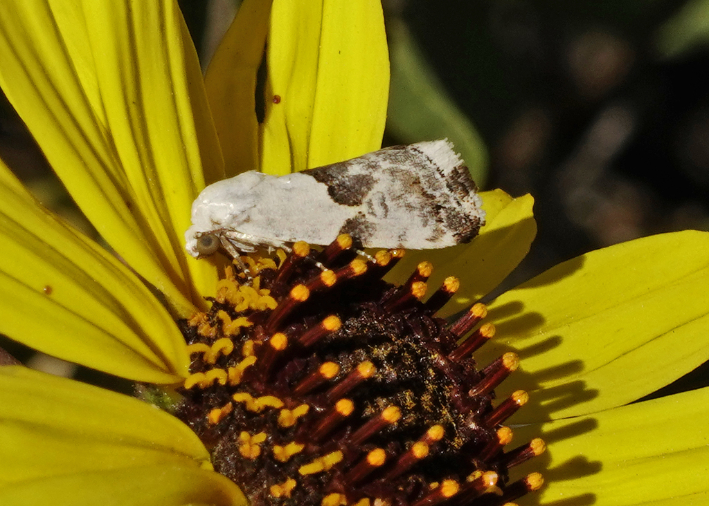 Olive-shaded Bird-dropping Moth from Featherly Regional Park, CA, USA ...
