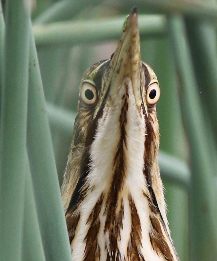 American Bittern from El Dorado Hills, CA, USA on April 25, 2021 by ...