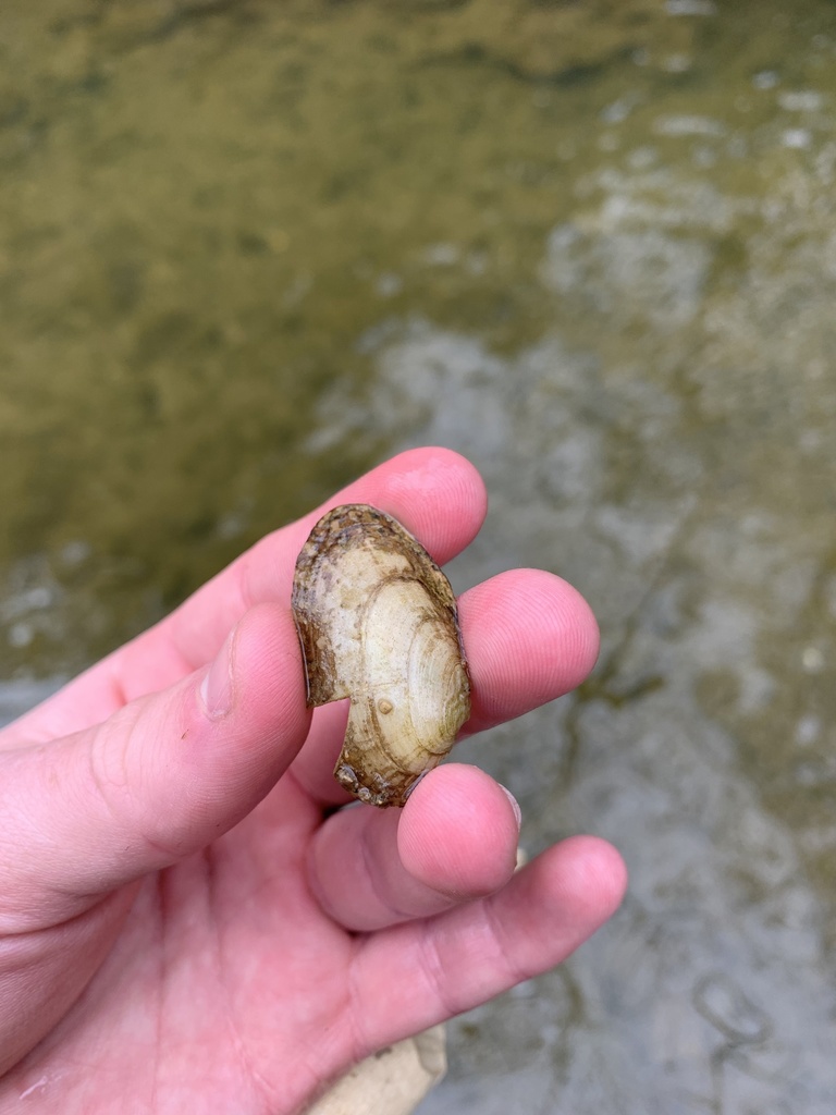 Rainbow Mussel in April 2021 by Baxter Naday. Small, thin shell ...