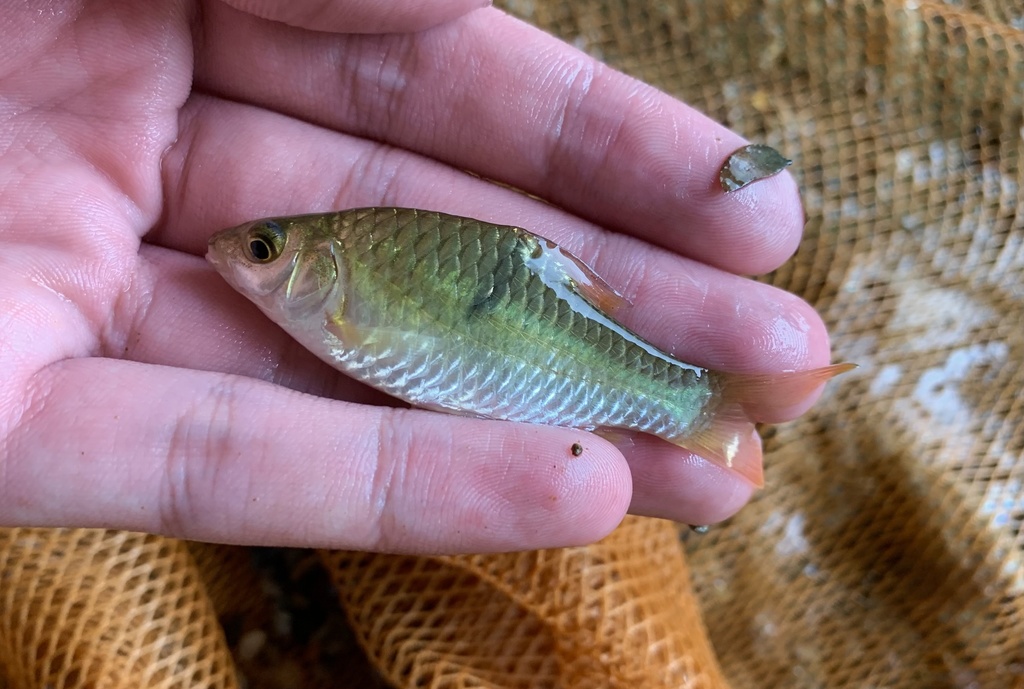 Saddle Barb from Kuala Lumpur Putrajaya Expressway, Cyberjaya, Selangor ...